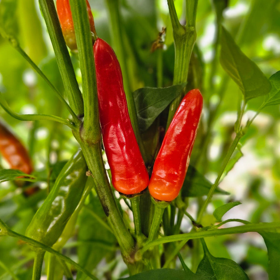 Indian Bullet Chilli Seeds – South Devon Chilli Farm