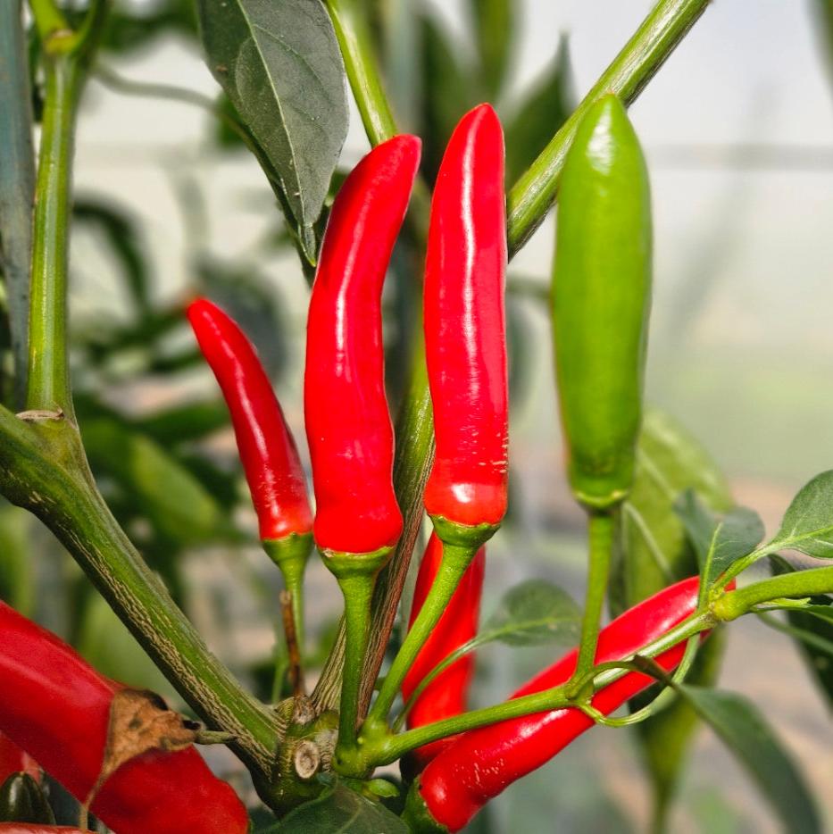 Fresh Indian Bullet Chillies (10 fruits) – South Devon Chilli Farm