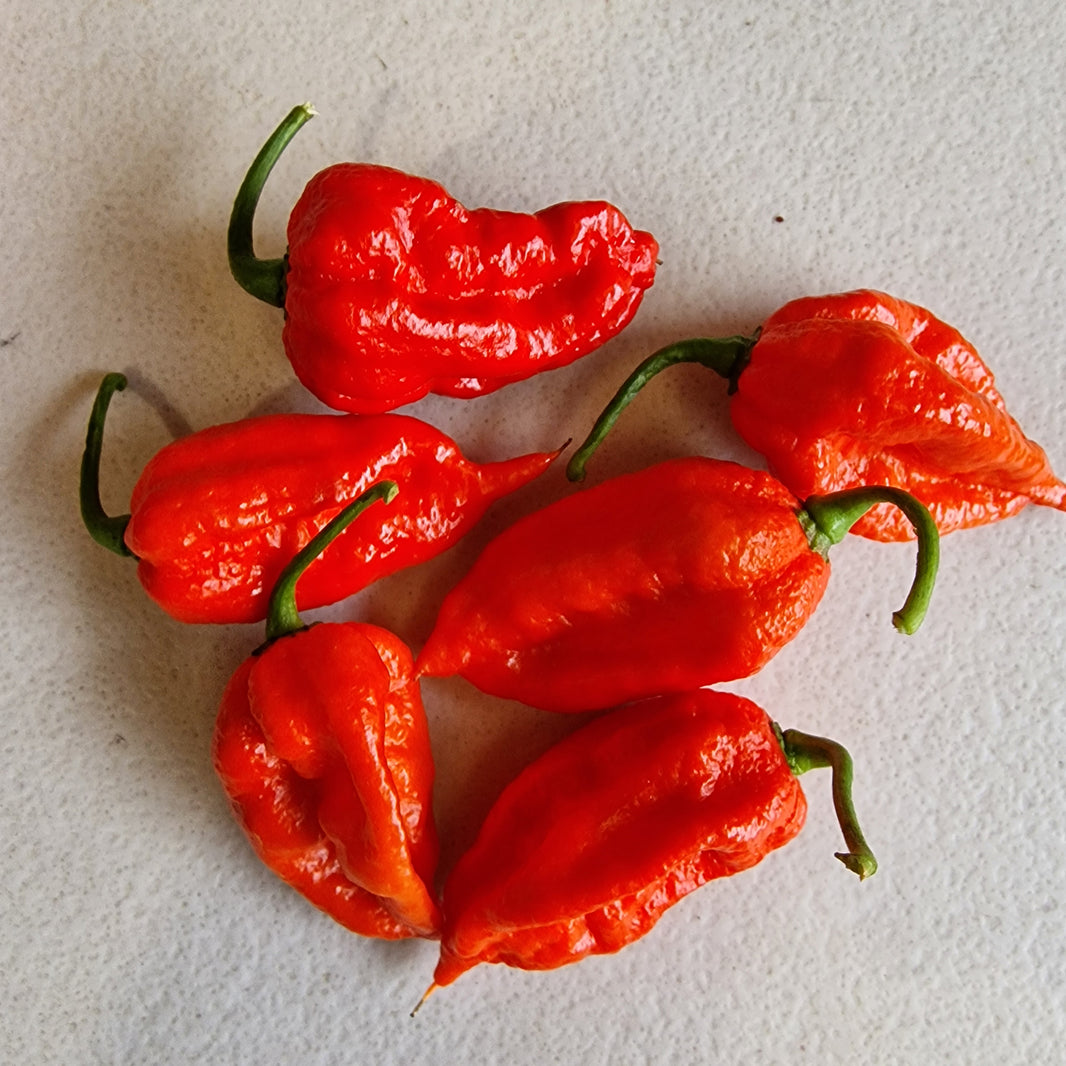 Fresh Chillies – South Devon Chilli Farm
