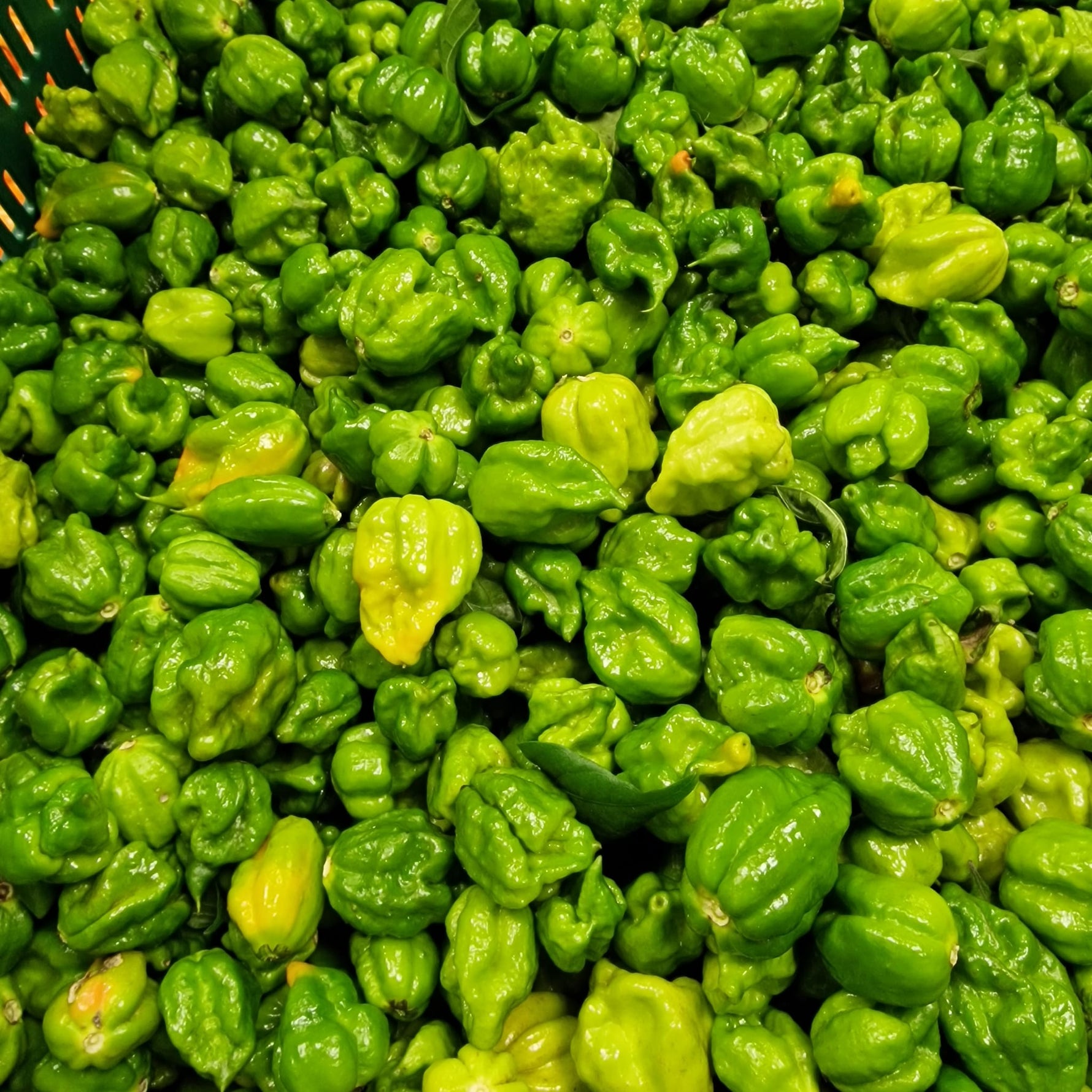South Devon Chilli Farm