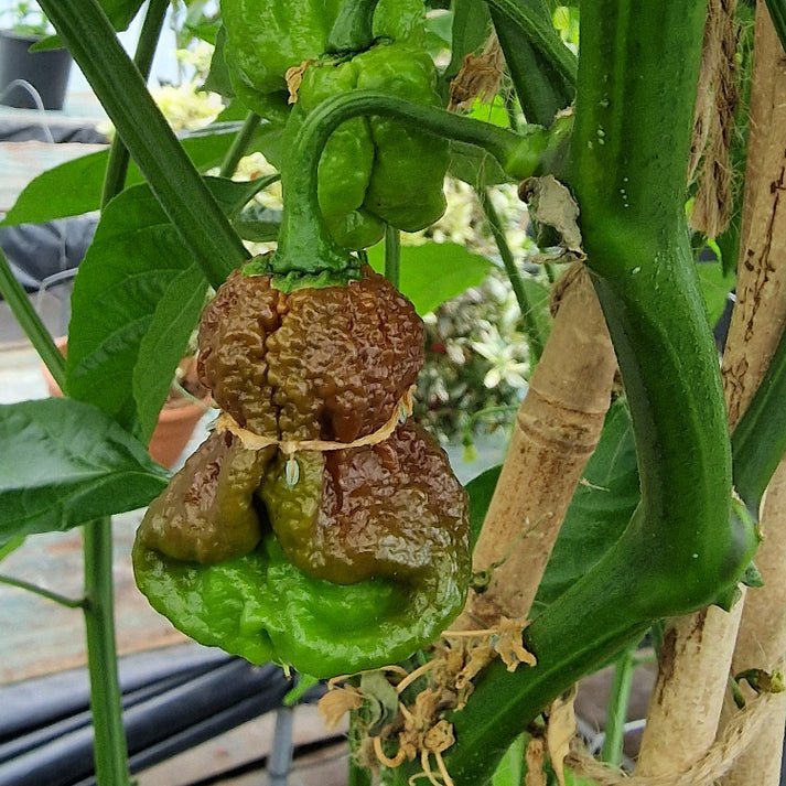 7-Pot Dougla Chilli Seeds – South Devon Chilli Farm
