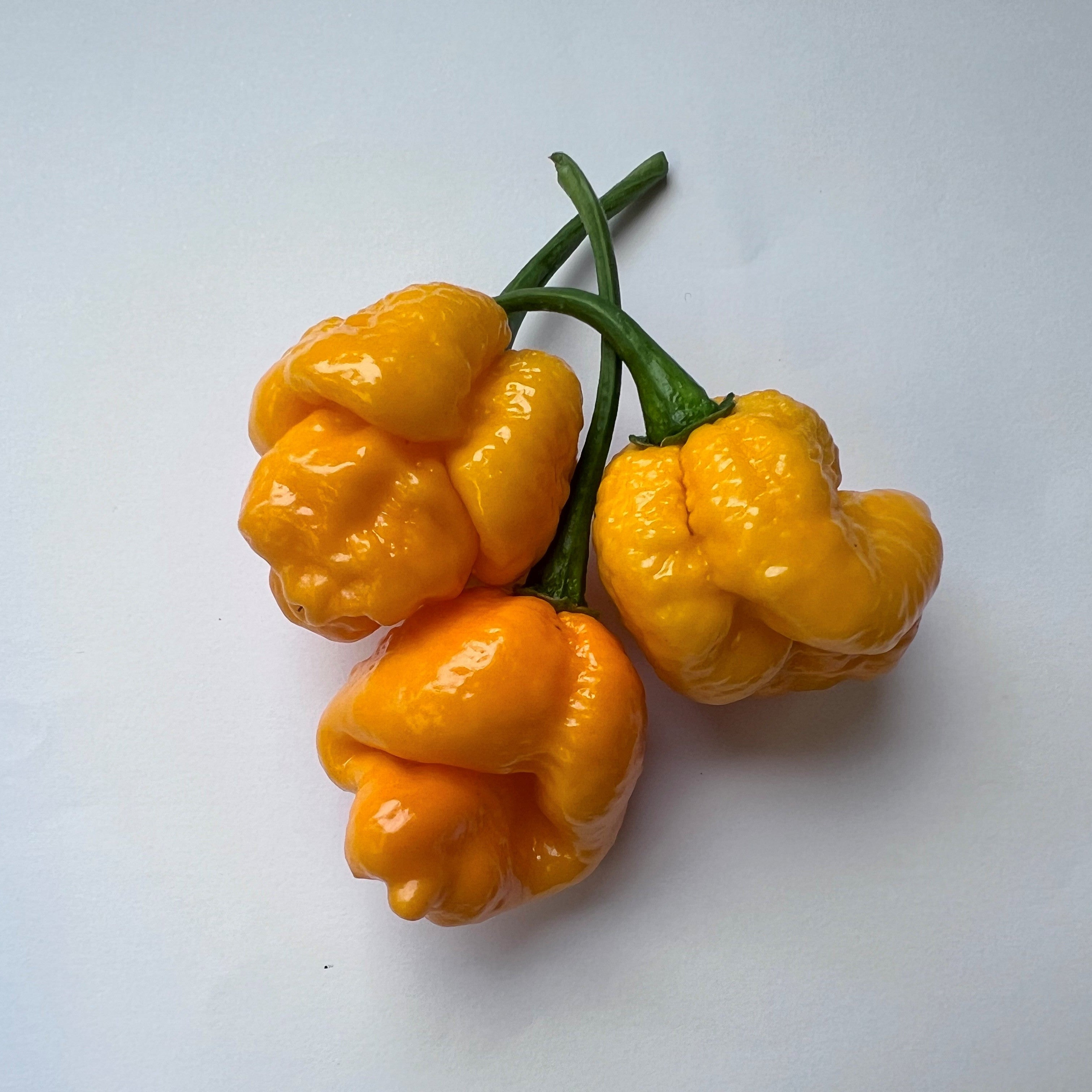 7 Pot Brain Strain (Yellow) Chilli Seeds – South Devon Chilli Farm