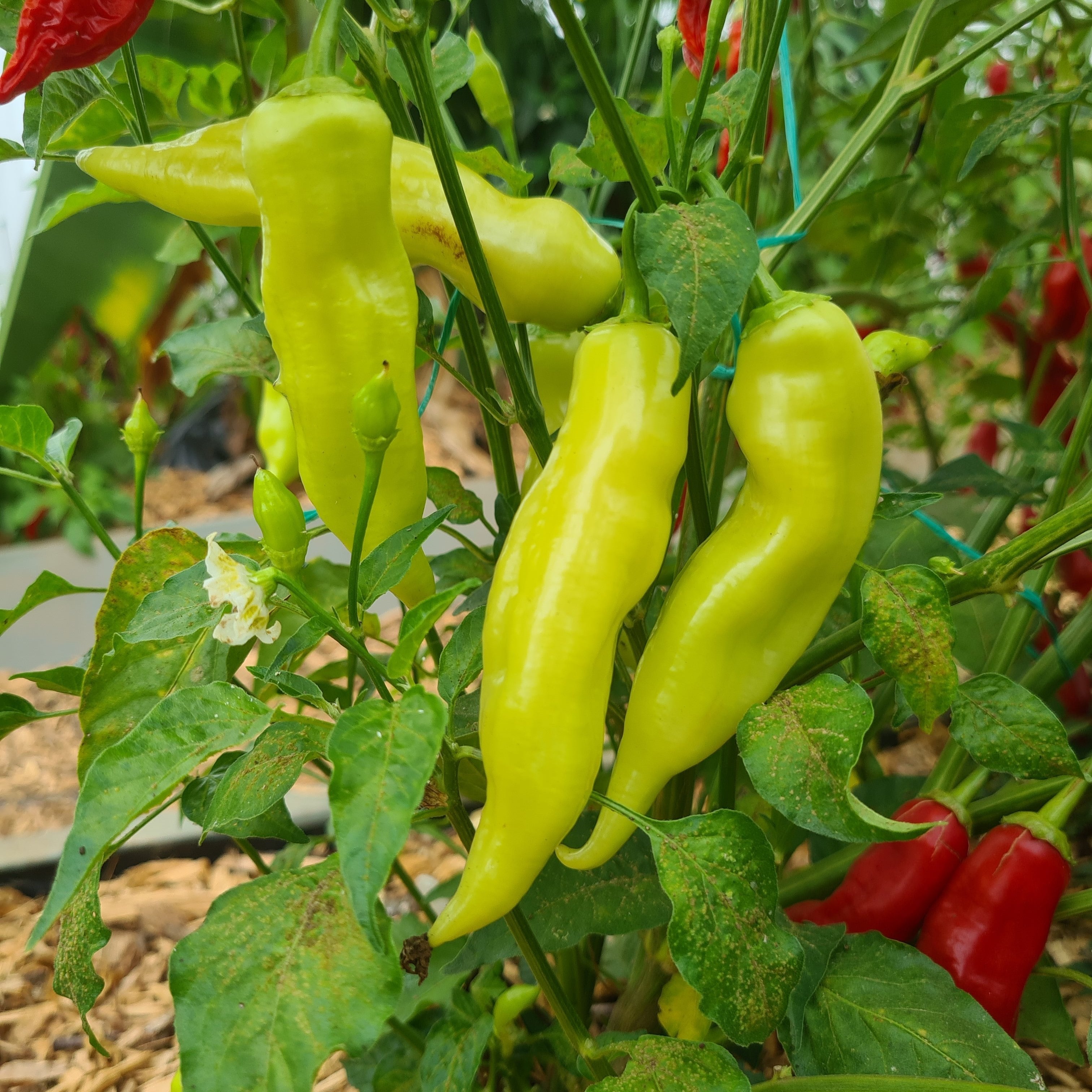 Aji Crystal Chilli Seeds – South Devon Chilli Farm
