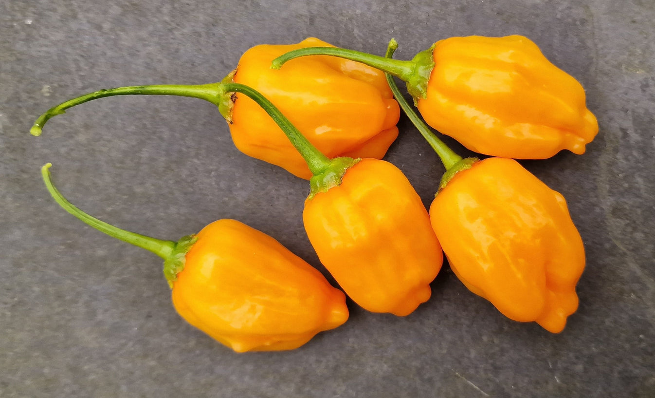Aji Mango Chilli Seeds – South Devon Chilli Farm