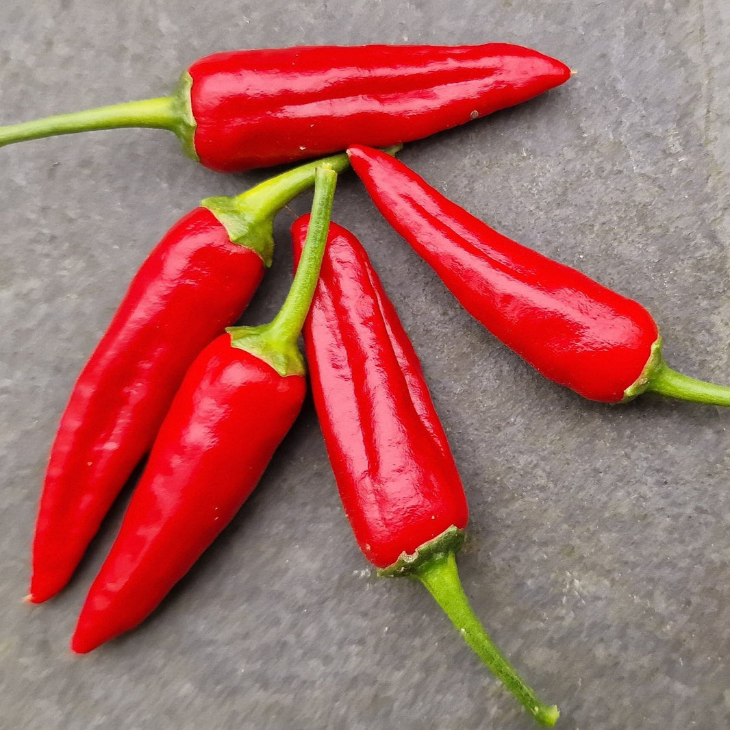 Chilli Seeds – South Devon Chilli Farm