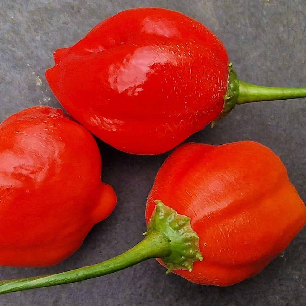Apple Crisp Chilli Seeds – South Devon Chilli Farm