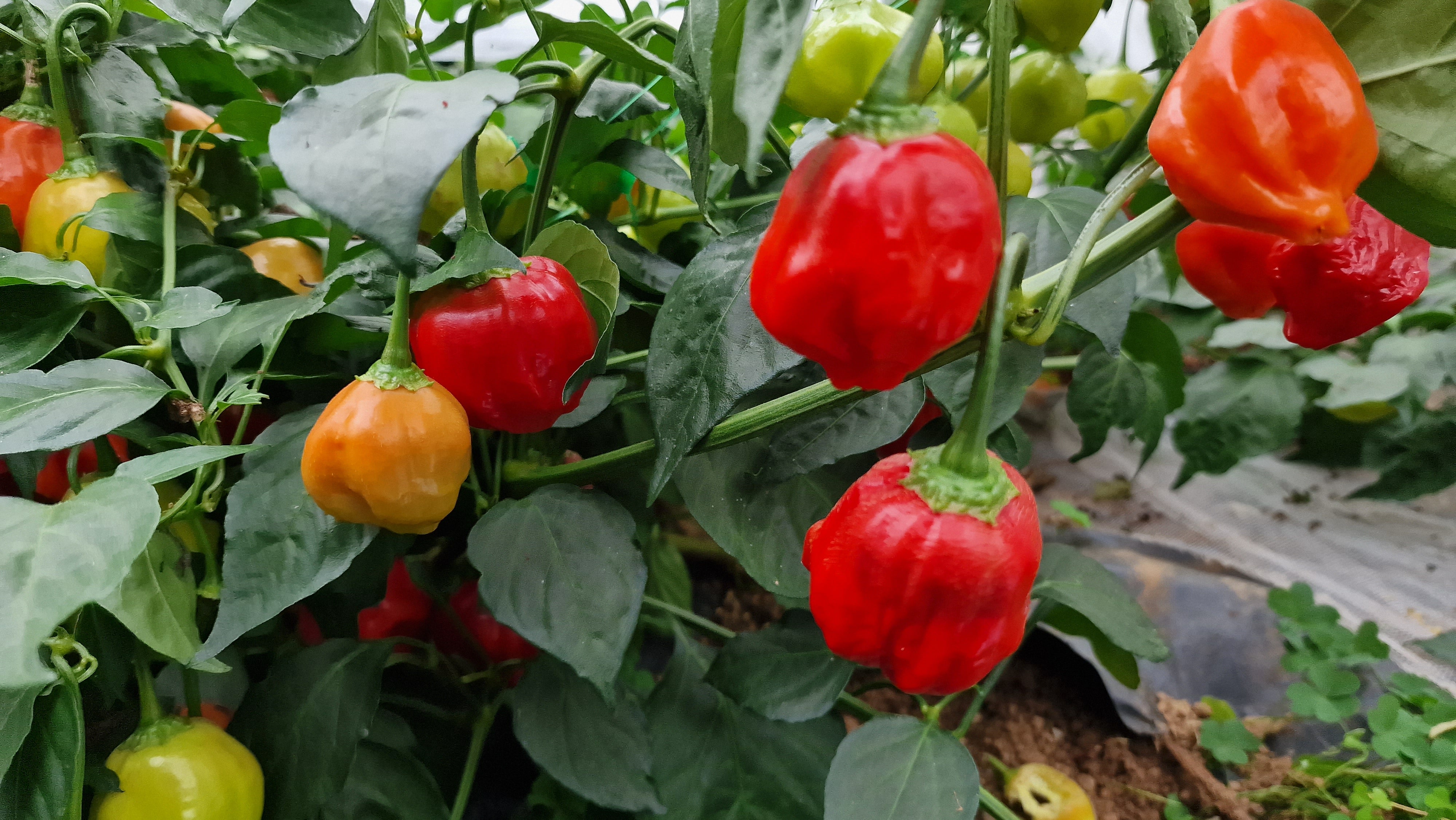 Apple Crisp Chilli Seeds – South Devon Chilli Farm