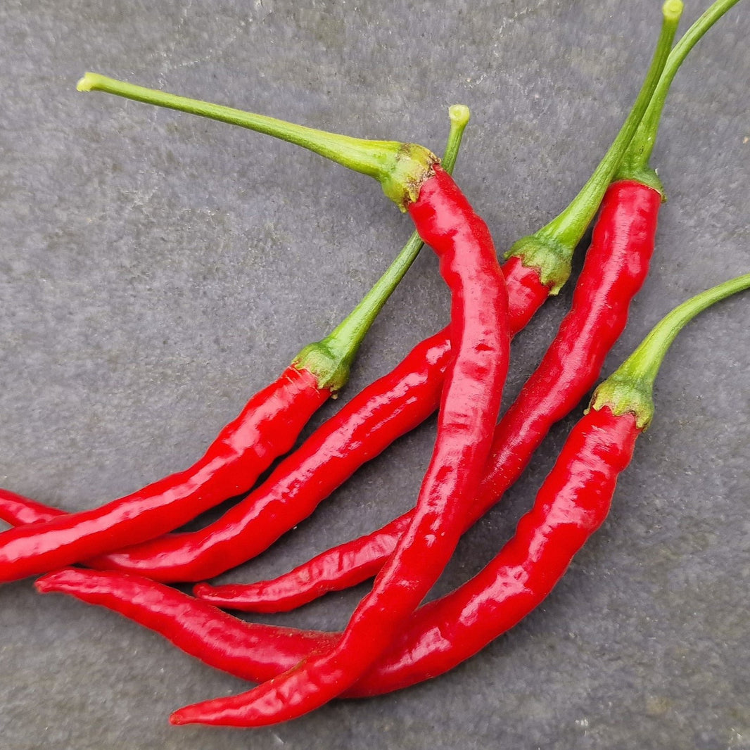 Chilli Seeds – South Devon Chilli Farm
