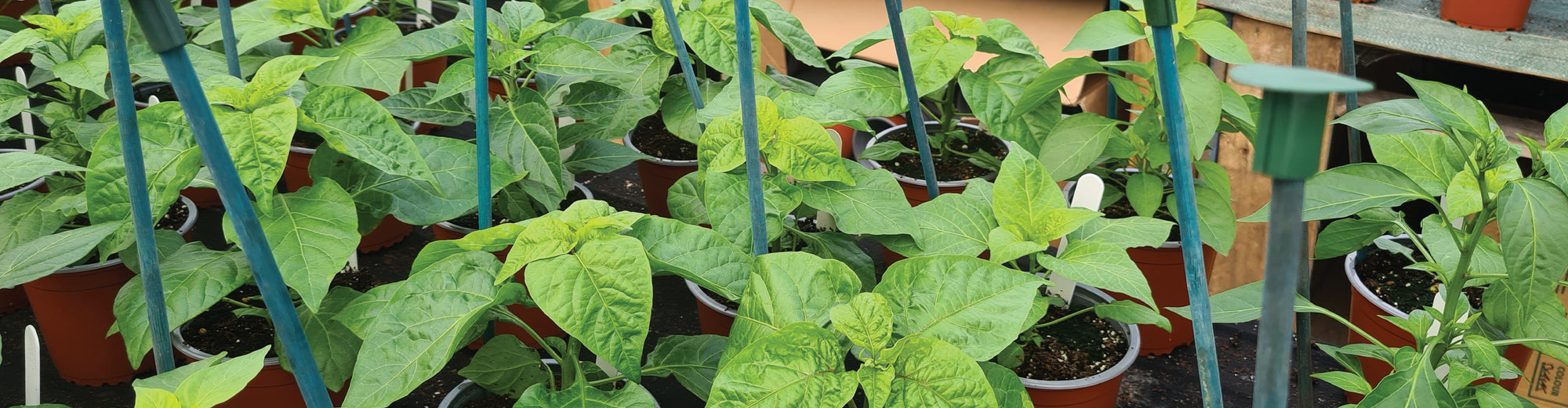Chilli Pot Plants – tagged "Pot Plants" – South Devon Chilli Farm