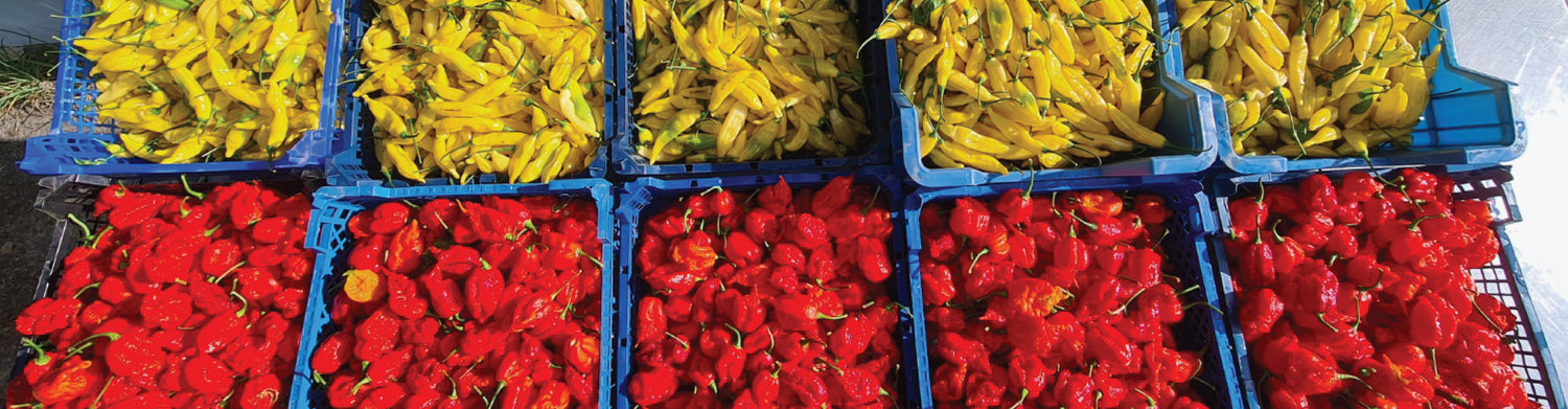 Fresh Chillies – South Devon Chilli Farm