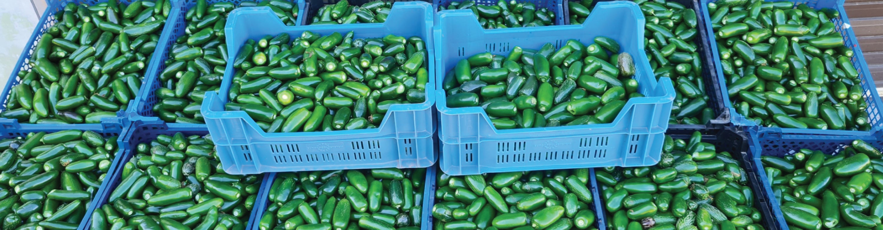 Fresh Chillies – South Devon Chilli Farm