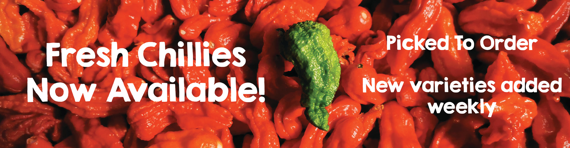 South Devon Chilli Farm