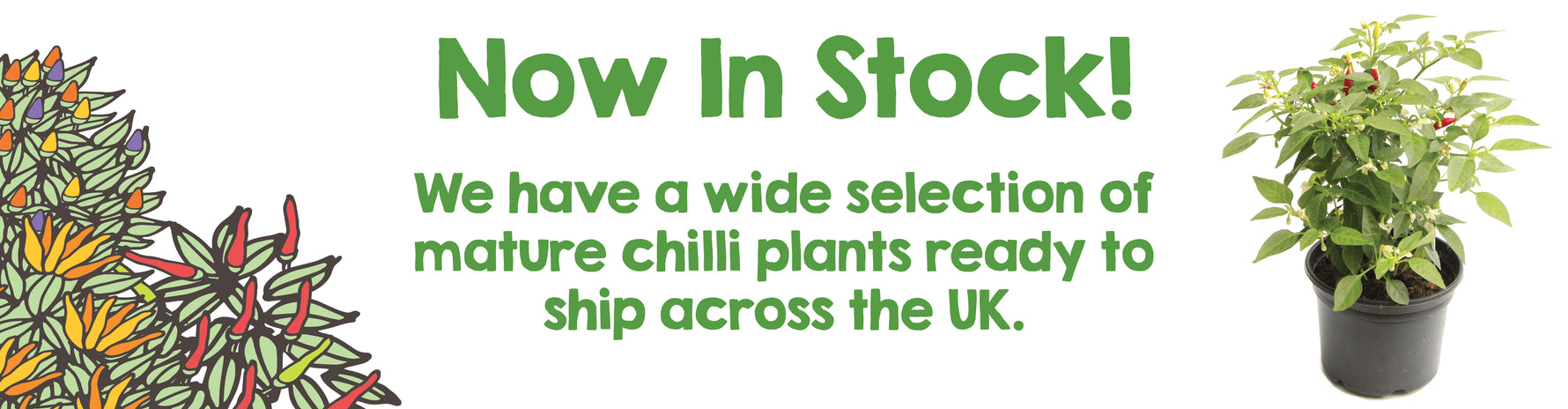 Chilli Pot Plants – tagged "Pot Plants, Buy Now Plants" – South Devon ...