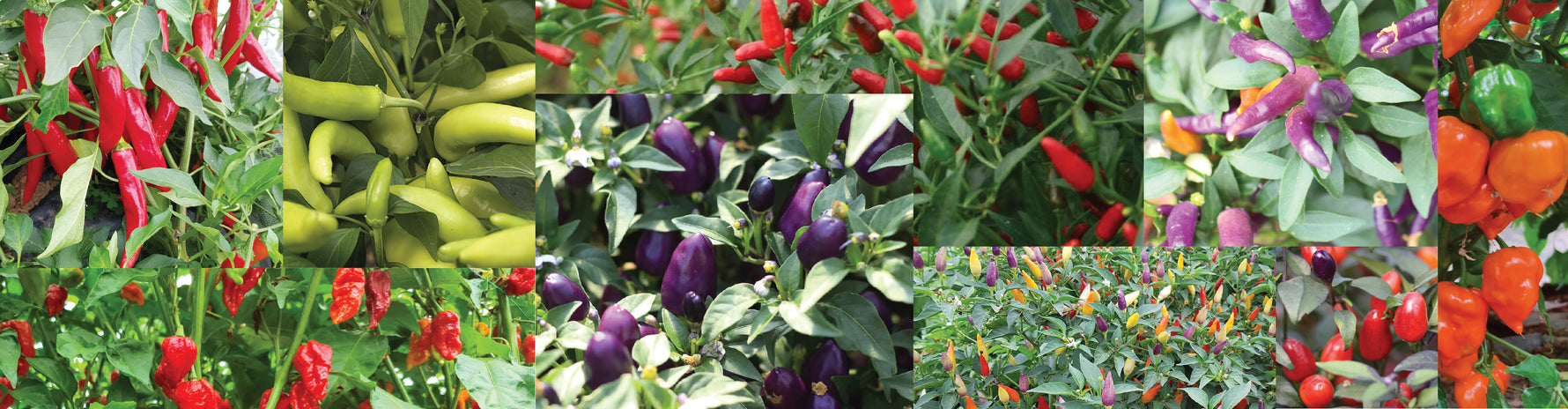 South Devon Chilli Farm