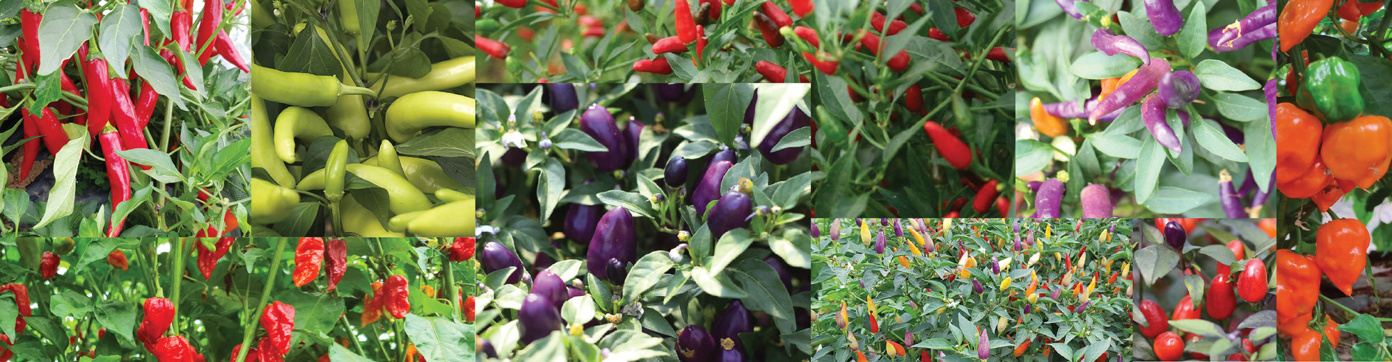 South Devon Chilli Farm