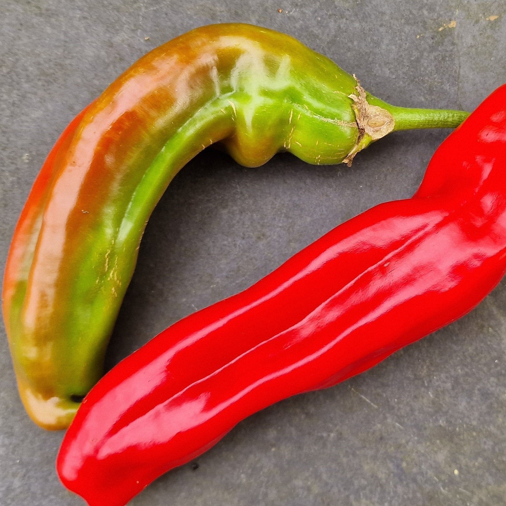 Big Jim Chilli Seeds – South Devon Chilli Farm