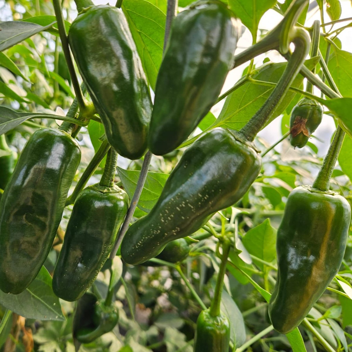 Chilhuacle Negro Chilli Seeds – South Devon Chilli Farm