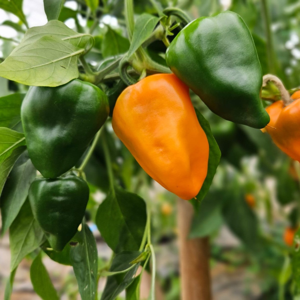 Chilhuacle Amarillo Chilli Seeds – South Devon Chilli Farm