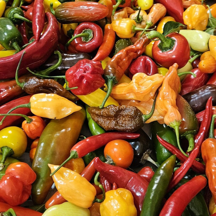 Lucky Dip Fresh Mixed Chillies – South Devon Chilli Farm