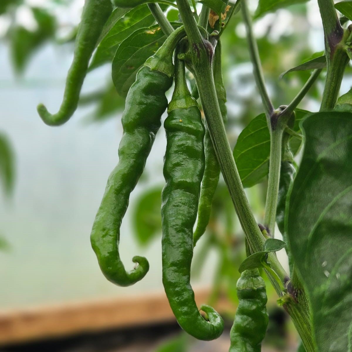 Fresh De Arbol (Green) (8 fruits) – South Devon Chilli Farm
