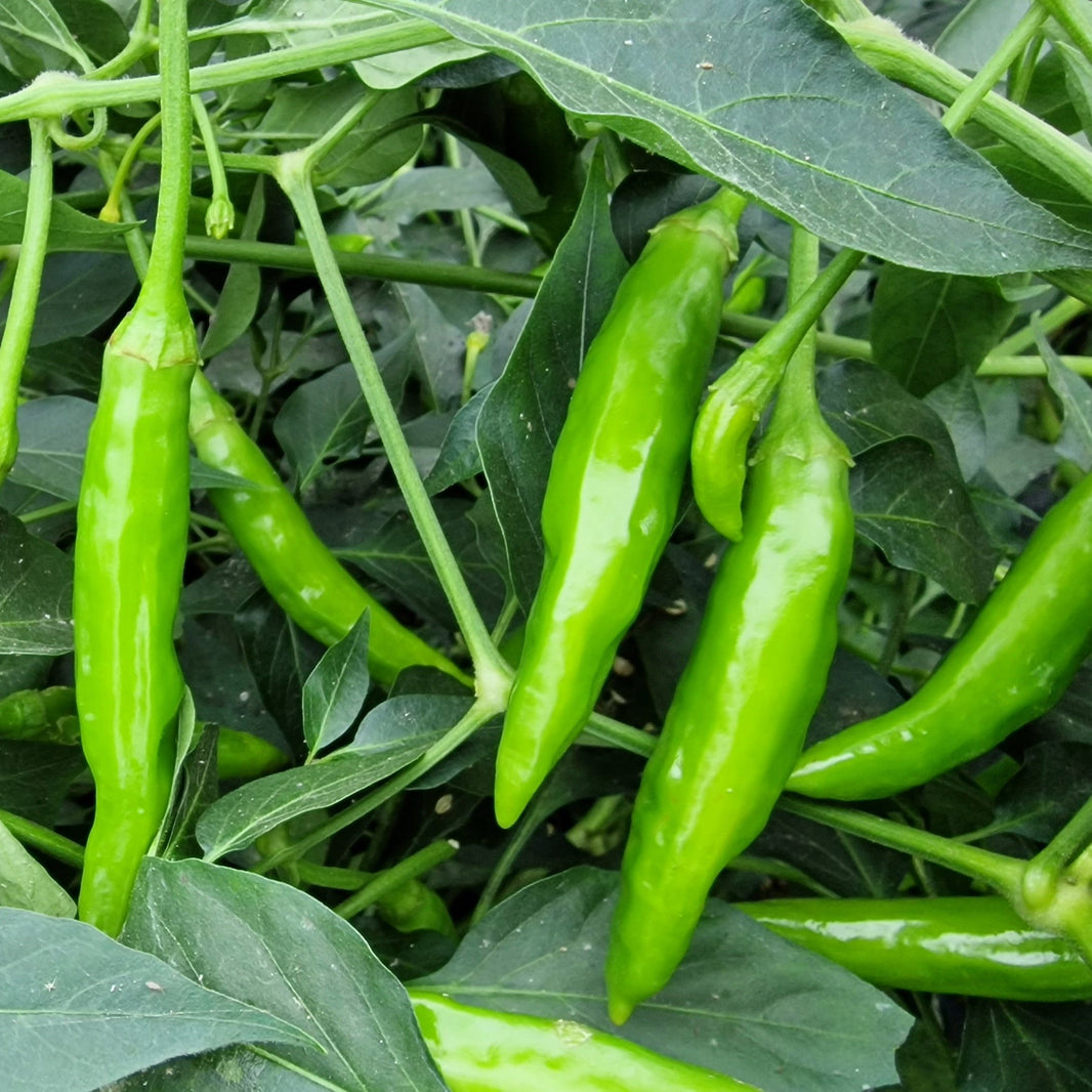 Chilli Seeds – South Devon Chilli Farm