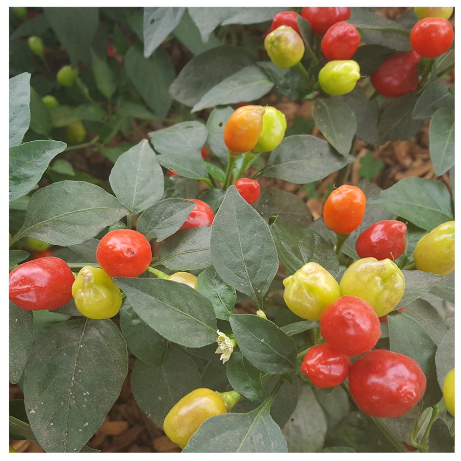 Chilli Pot Plants – tagged "heat-hot" – South Devon Chilli Farm