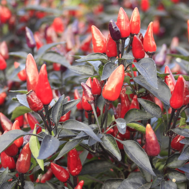 Set of 3 Explosive Ember Seedlings - Pre-Order Now! – South Devon ...