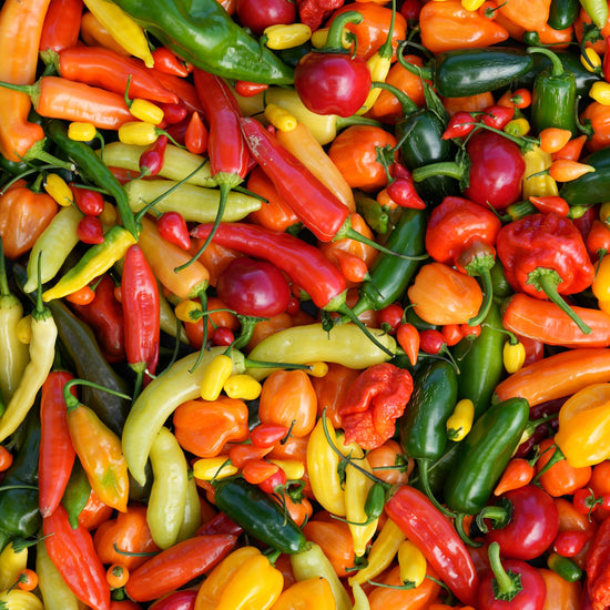 Dried Mixed Chillies (Home Grown) – South Devon Chilli Farm