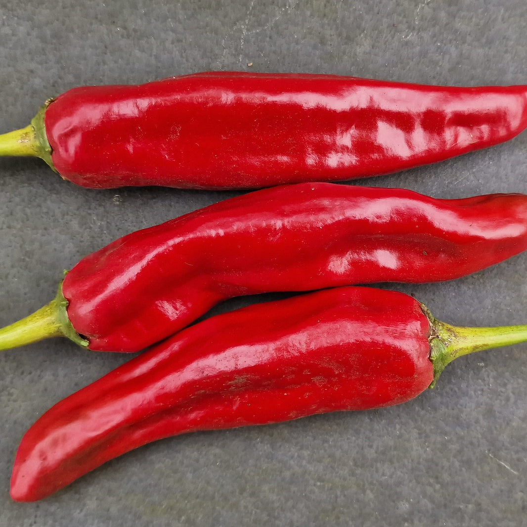 Chilli Seeds – South Devon Chilli Farm