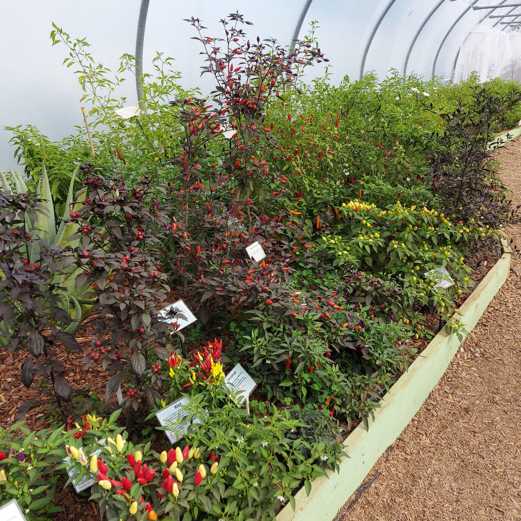 Chilli Seeds – tagged "heat-medium" – South Devon Chilli Farm