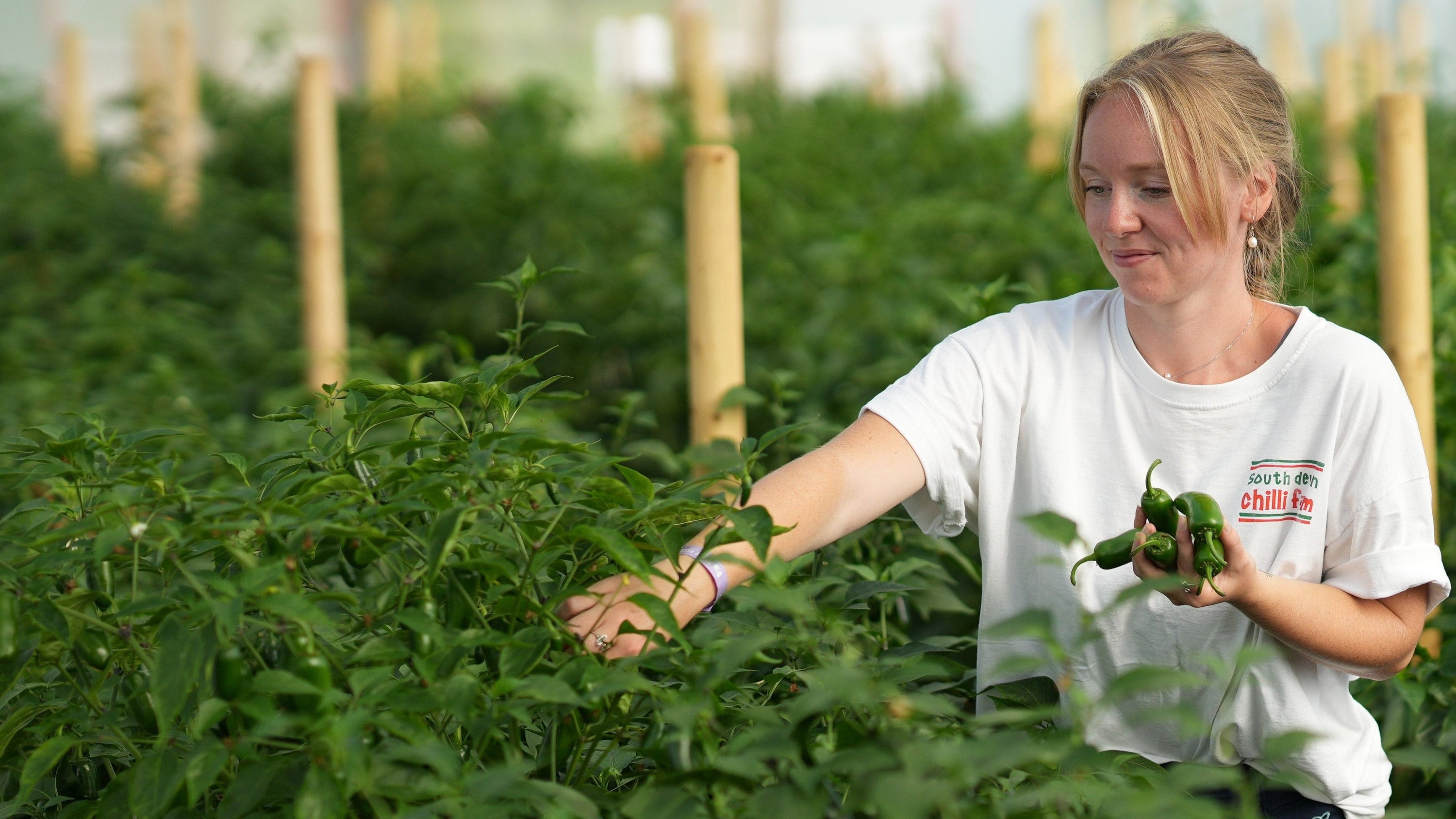 South Devon Chilli Farm