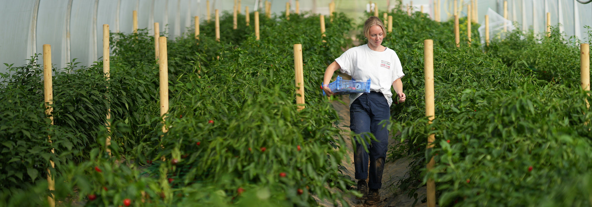 Fresh Chillies – South Devon Chilli Farm