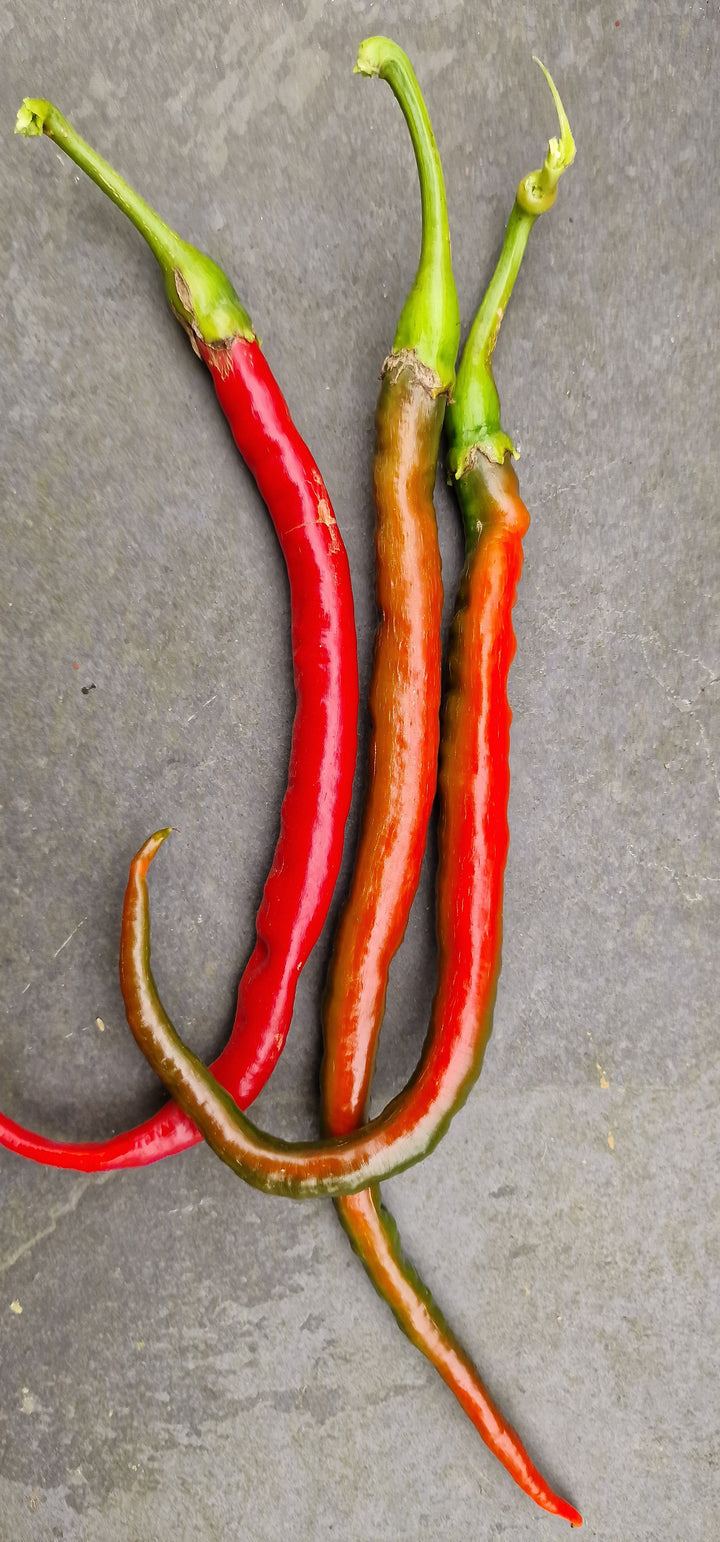 Chilli Seeds – South Devon Chilli Farm
