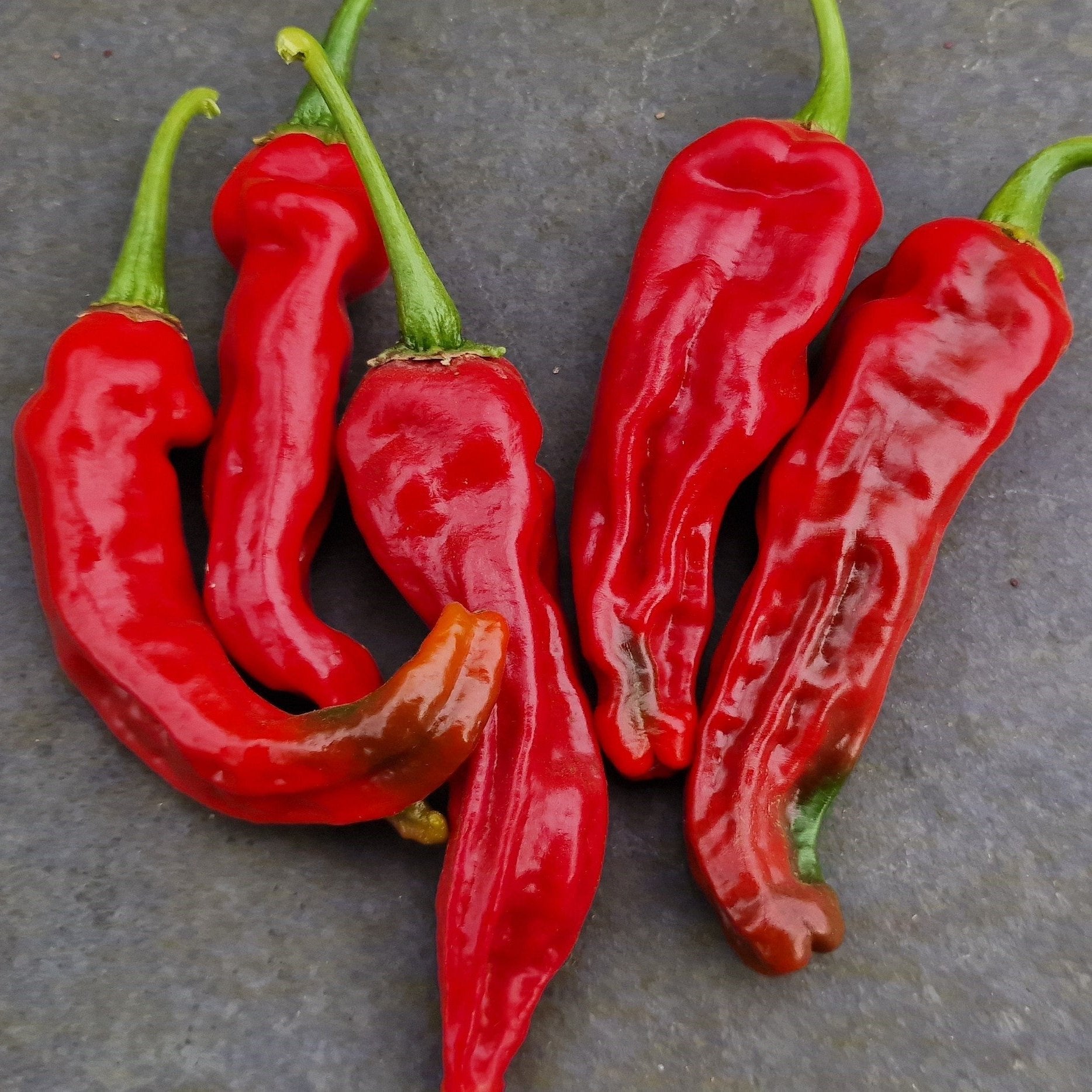 Fresh Kashmiri Chillies (5 fruits) – South Devon Chilli Farm