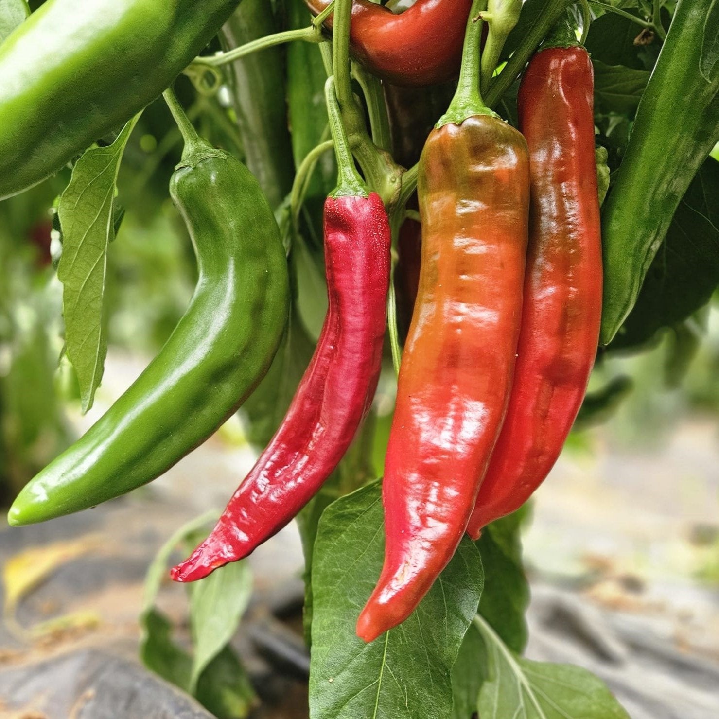 Numex 6-4 Chilli Seeds – South Devon Chilli Farm