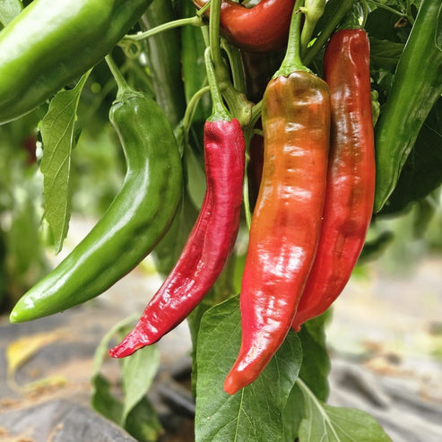 NuMex 6-4 1 Litre Pot Plant – South Devon Chilli Farm