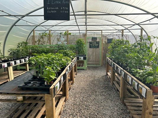 South Devon Chilli Farm