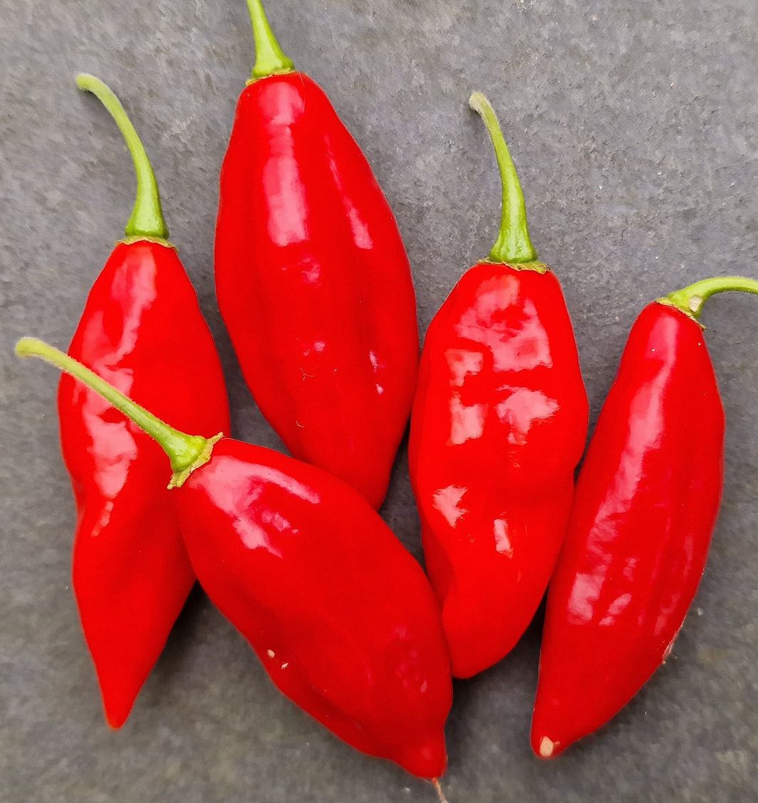 Chilli Seeds – tagged "heat-very-hot" – South Devon Chilli Farm