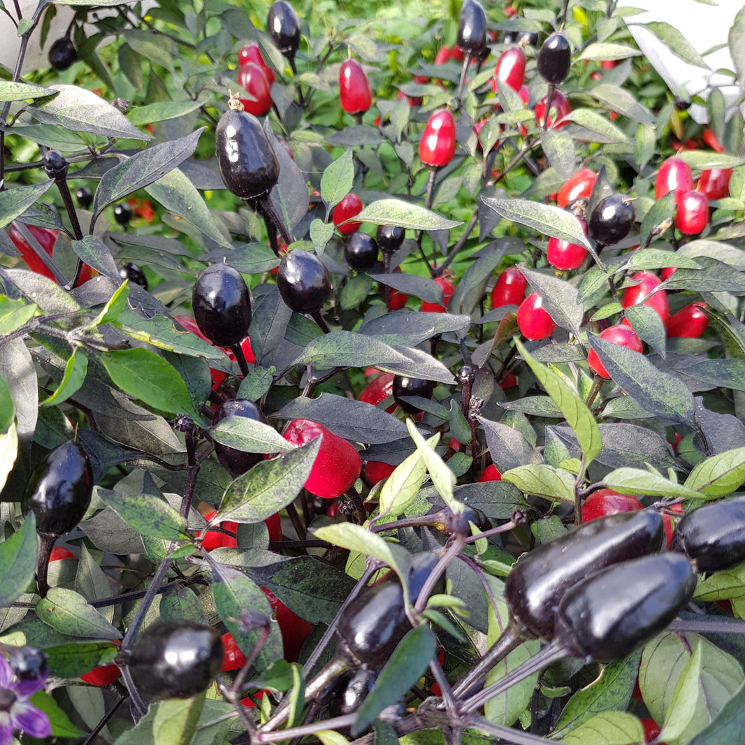 Chilli Seeds – tagged "heat-hot" – Page 2 – South Devon Chilli Farm