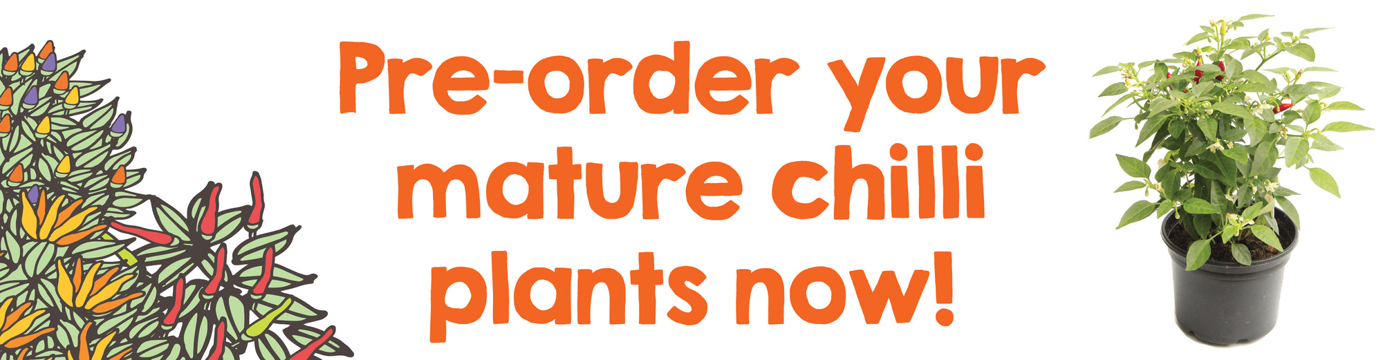 South Devon Chilli Farm