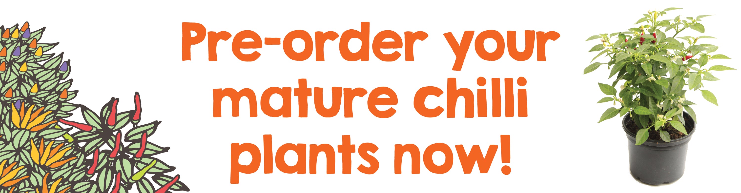 South Devon Chilli Farm