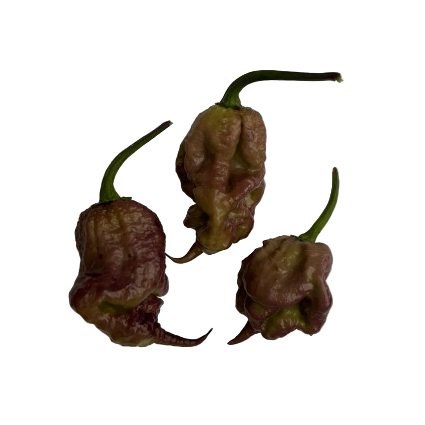 Purple Death Chilli Seeds – South Devon Chilli Farm