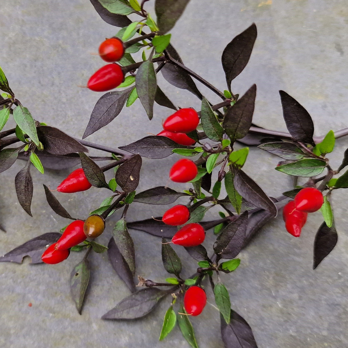 Purple Princess Chilli Seeds – South Devon Chilli Farm