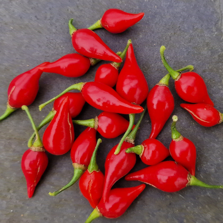 Chilli Seeds – South Devon Chilli Farm