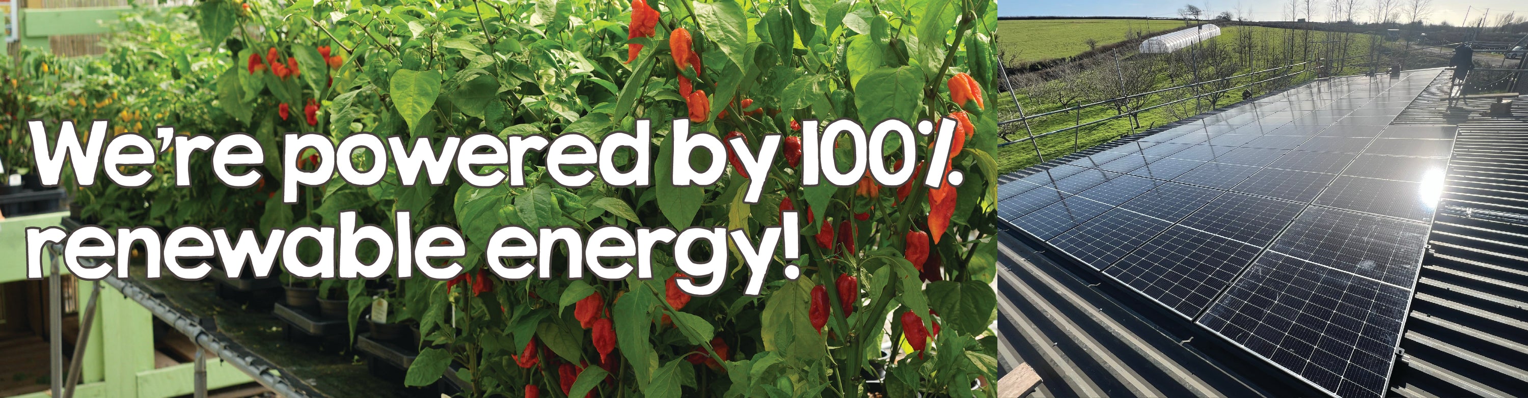 South Devon Chilli Farm