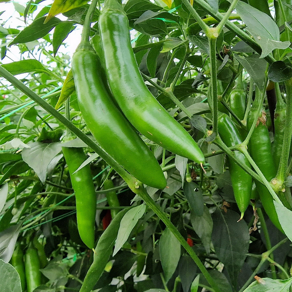 Jumbo Serrano Chilli Seeds – South Devon Chilli Farm