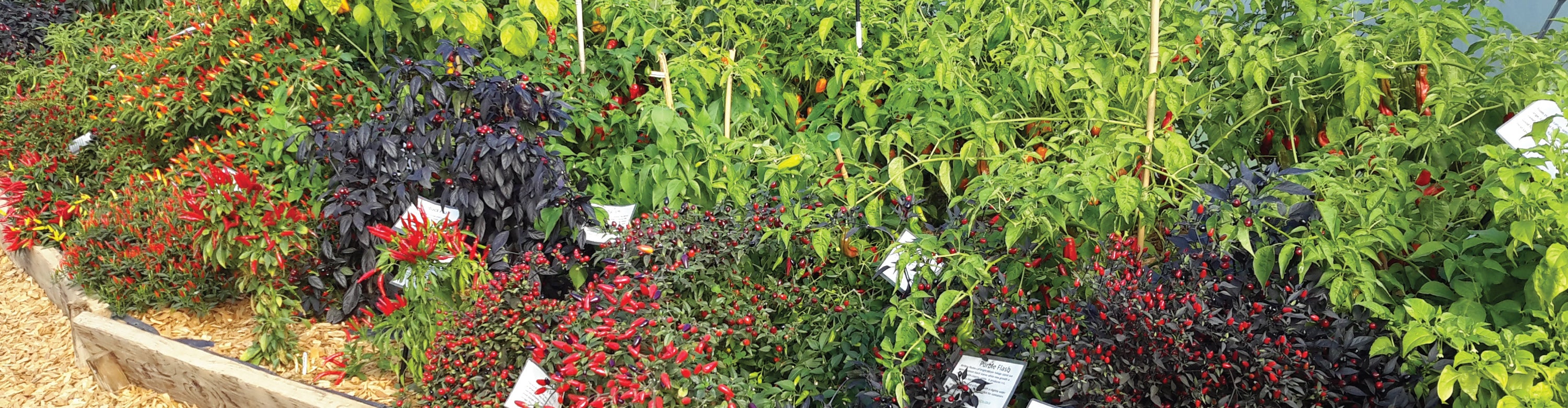 South Devon Chilli Farm