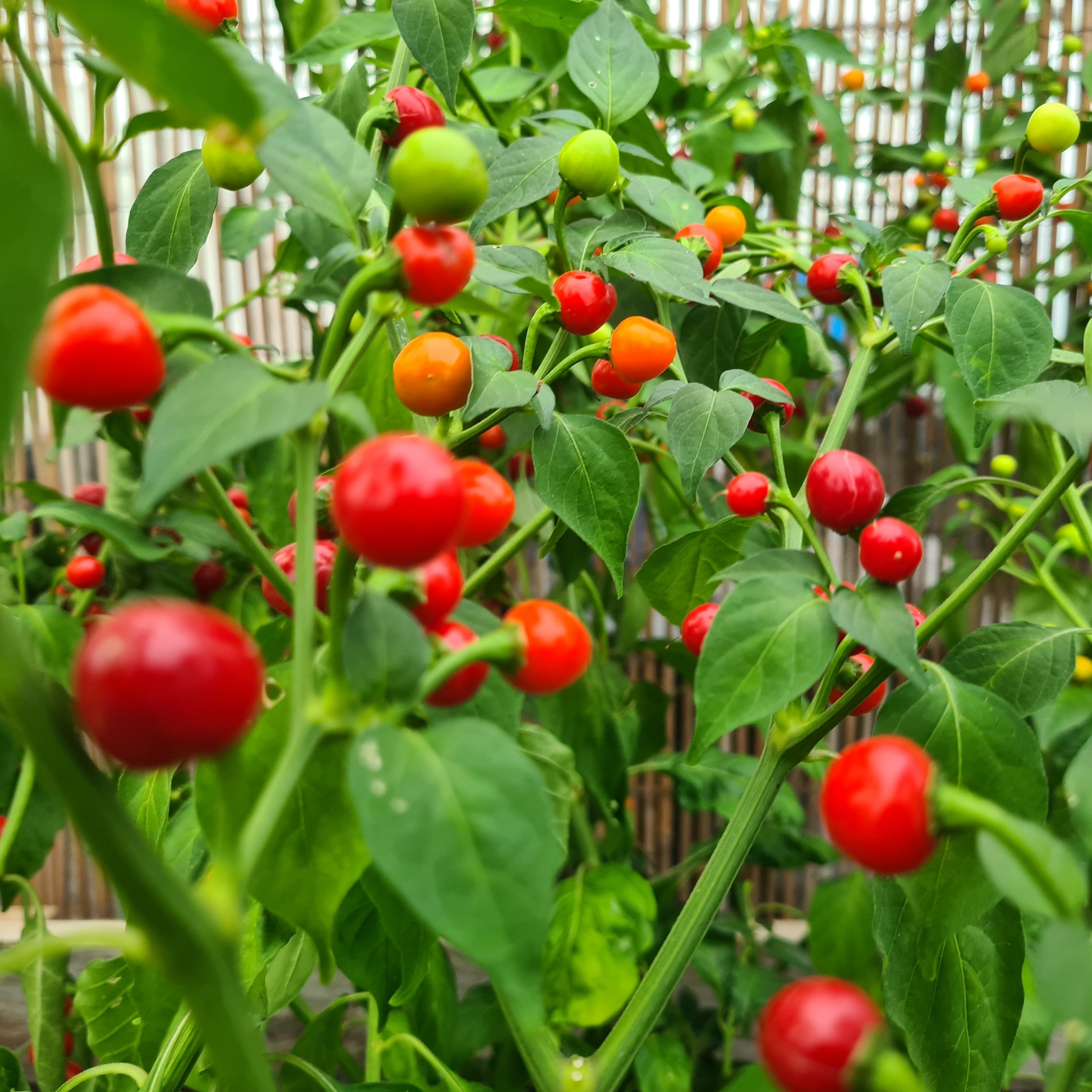 Trinidad Cherry Pepper Chilli Seeds – South Devon Chilli Farm