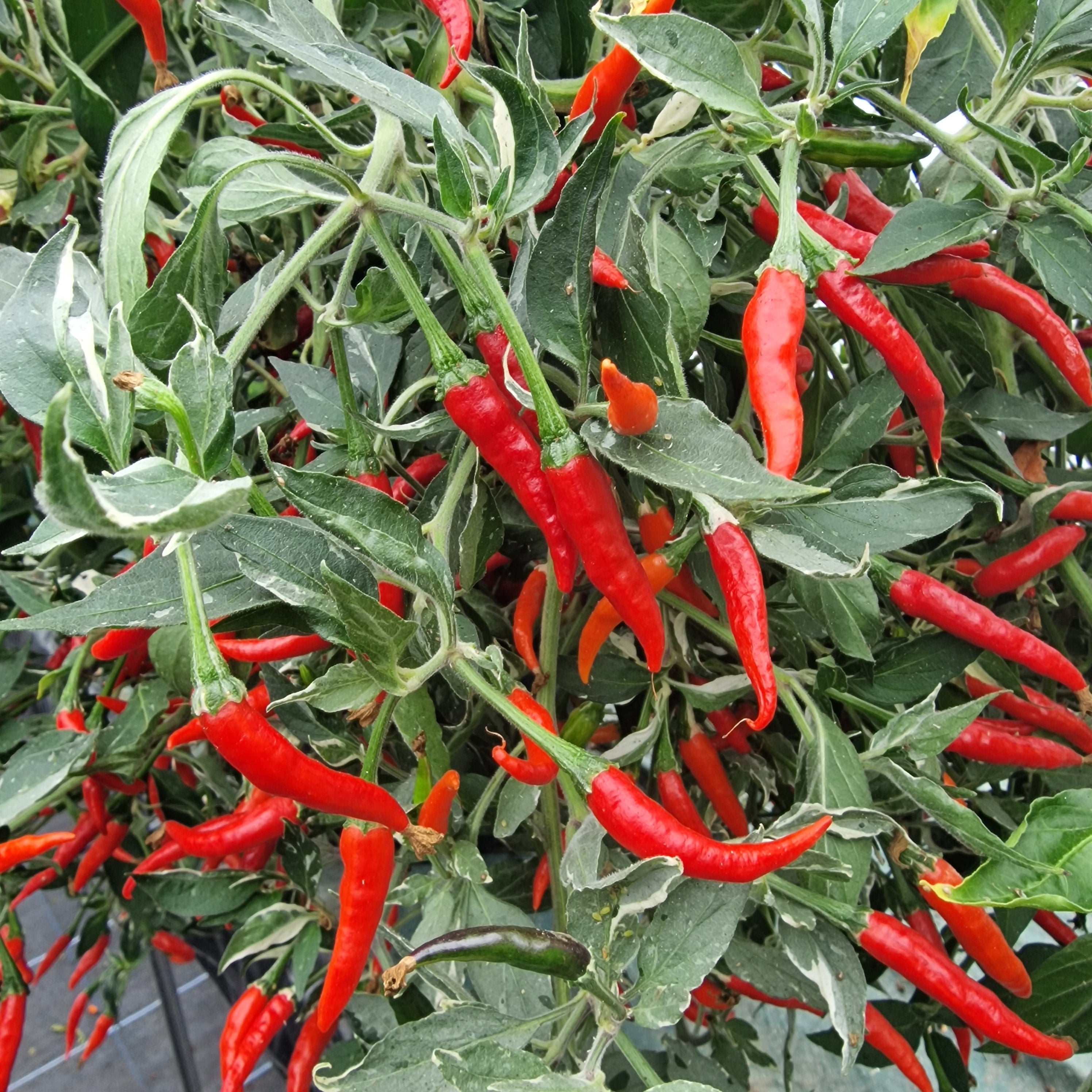 Variegated Cobra Chilli Seeds – South Devon Chilli Farm
