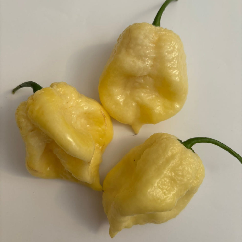 White Moruga Chilli Seeds – South Devon Chilli Farm
